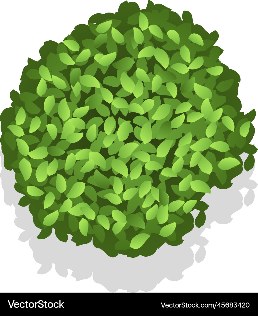Green bush foliage top view landscape plan Vector Image