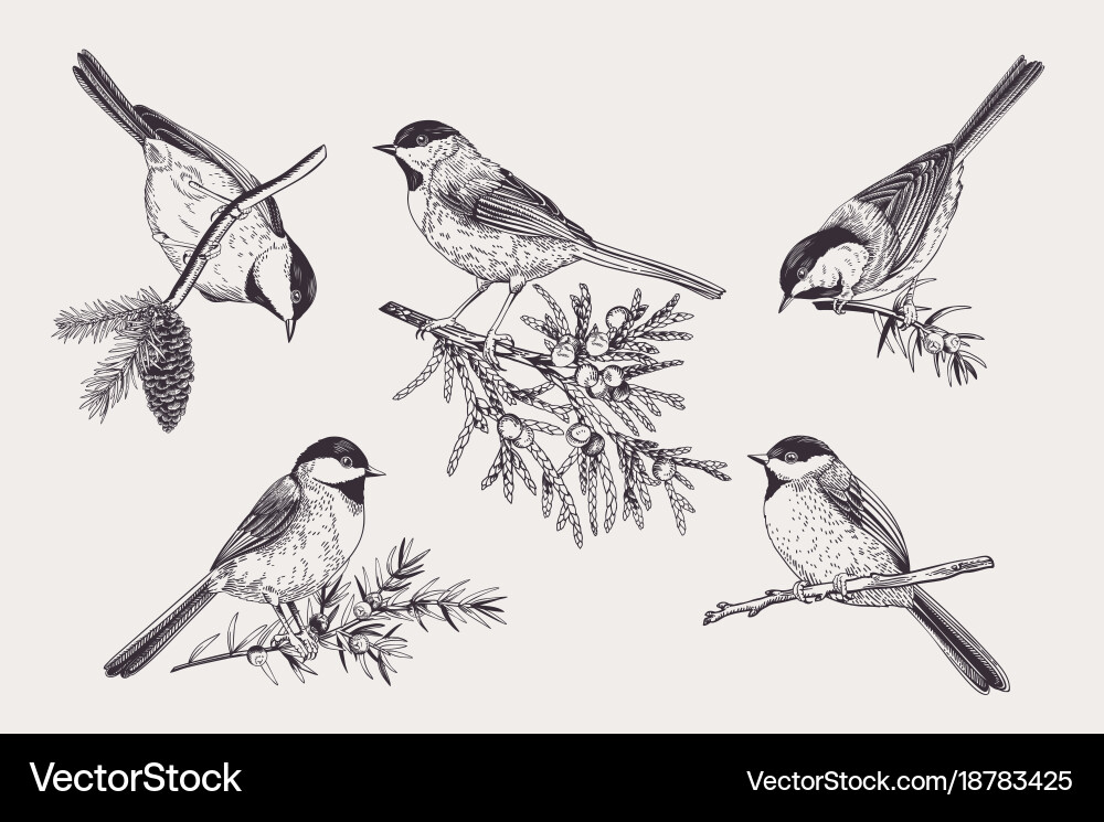 Set of birds Royalty Free Vector Image - VectorStock