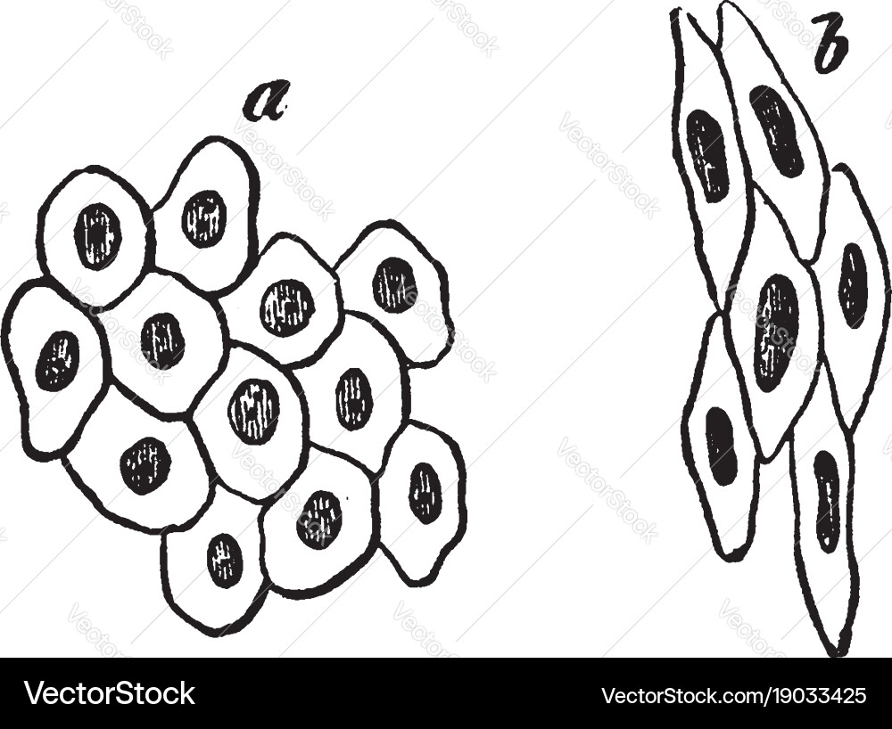 Simple pavement epithelium cells vintage Vector Image