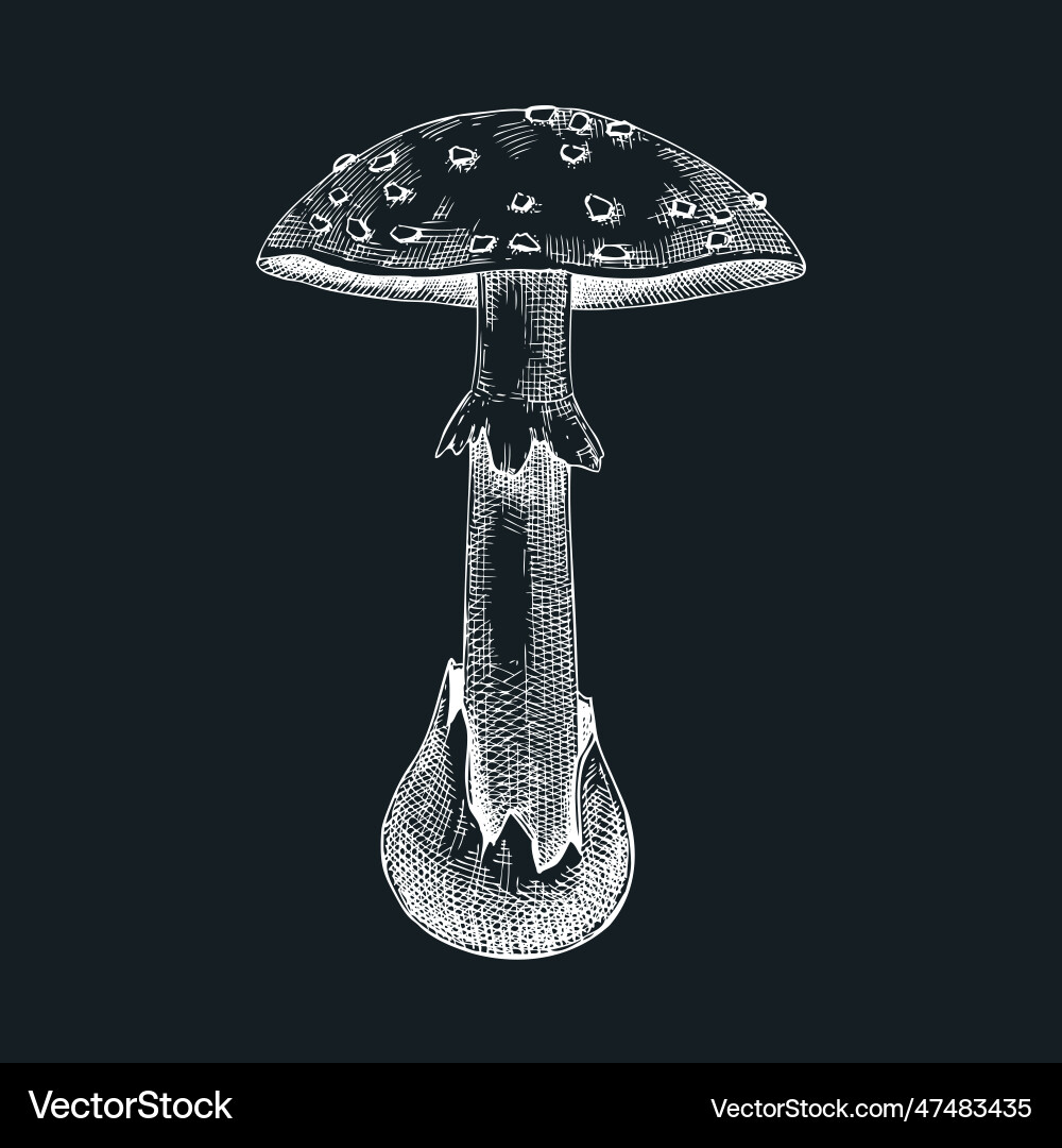 Dead cap mushroom sketch hand-drawn deadly Vector Image