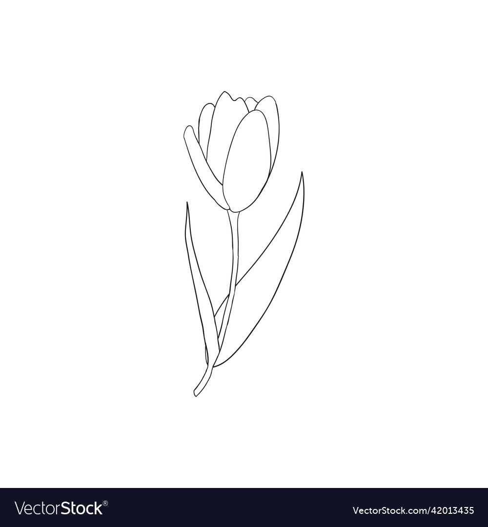 Hand drawn tulip flower Royalty Free Vector Image