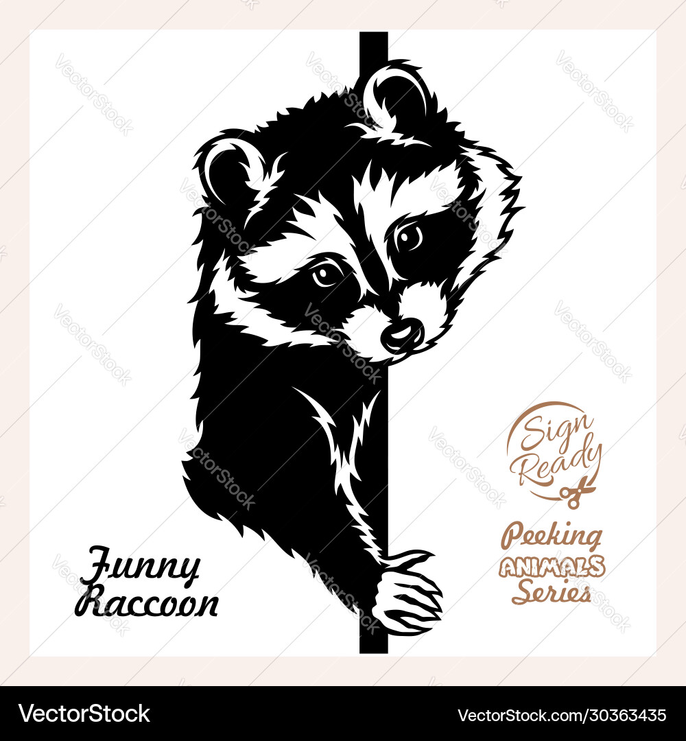 Peeking raccoon - funny out face Royalty Free Vector Image