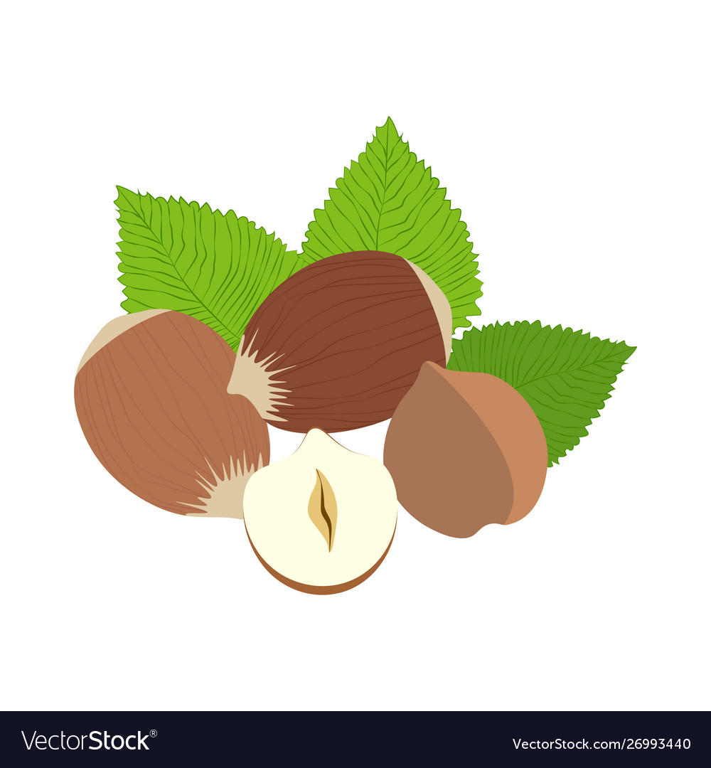 Hazelnut nut Royalty Free Vector Image - VectorStock