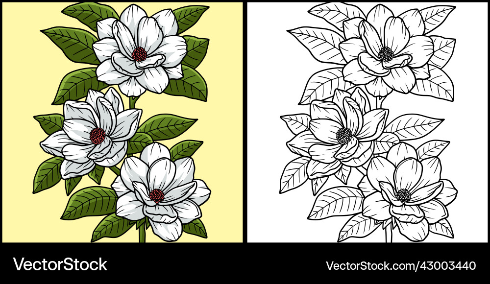 Magnolia flower coloring page colored Royalty Free Vector