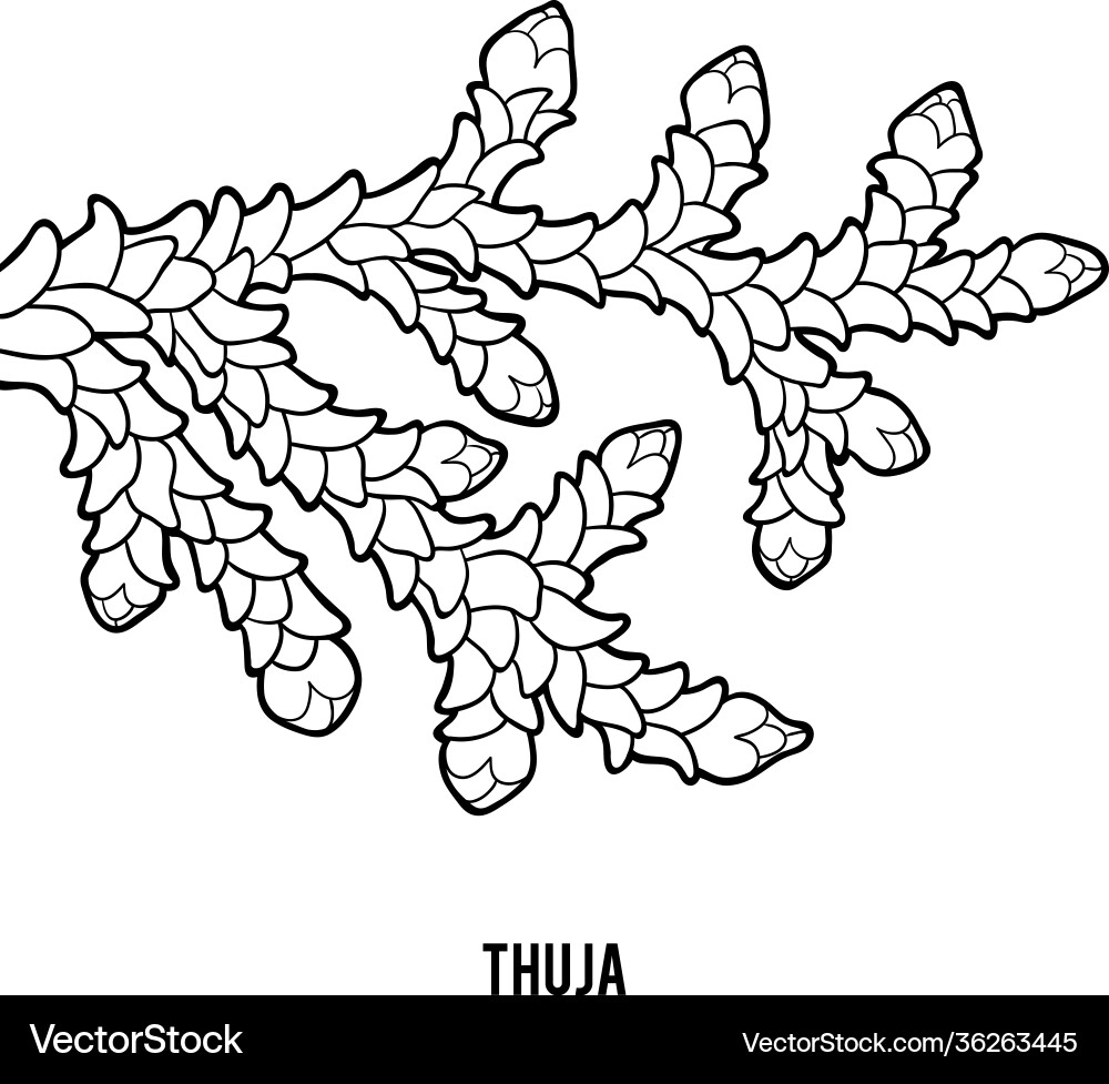 Coloring book for children thuja Royalty Free Vector Image