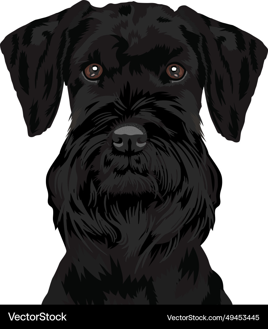 Giant schnauzer dog head with face image Vector Image