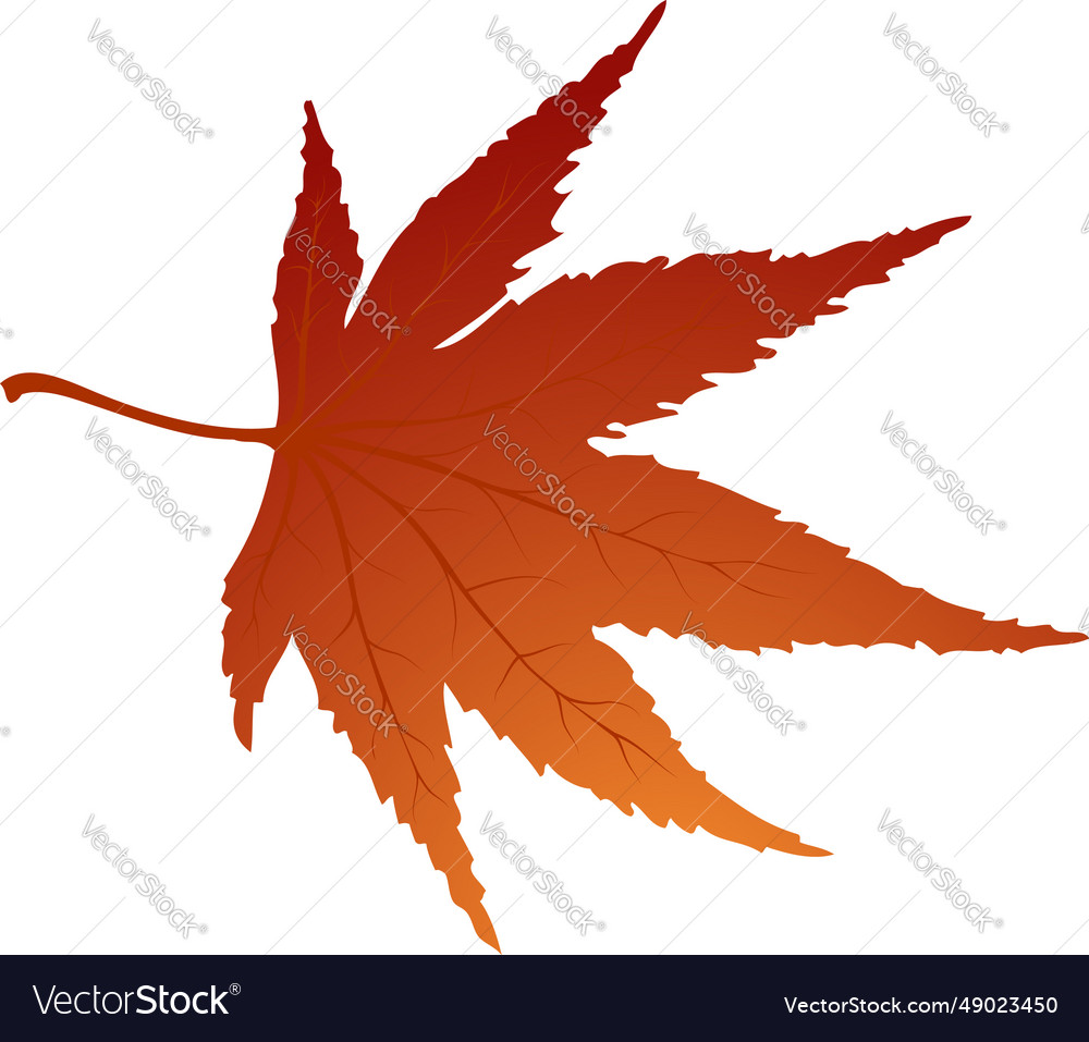 Maple autumn leaf Royalty Free Vector Image - VectorStock
