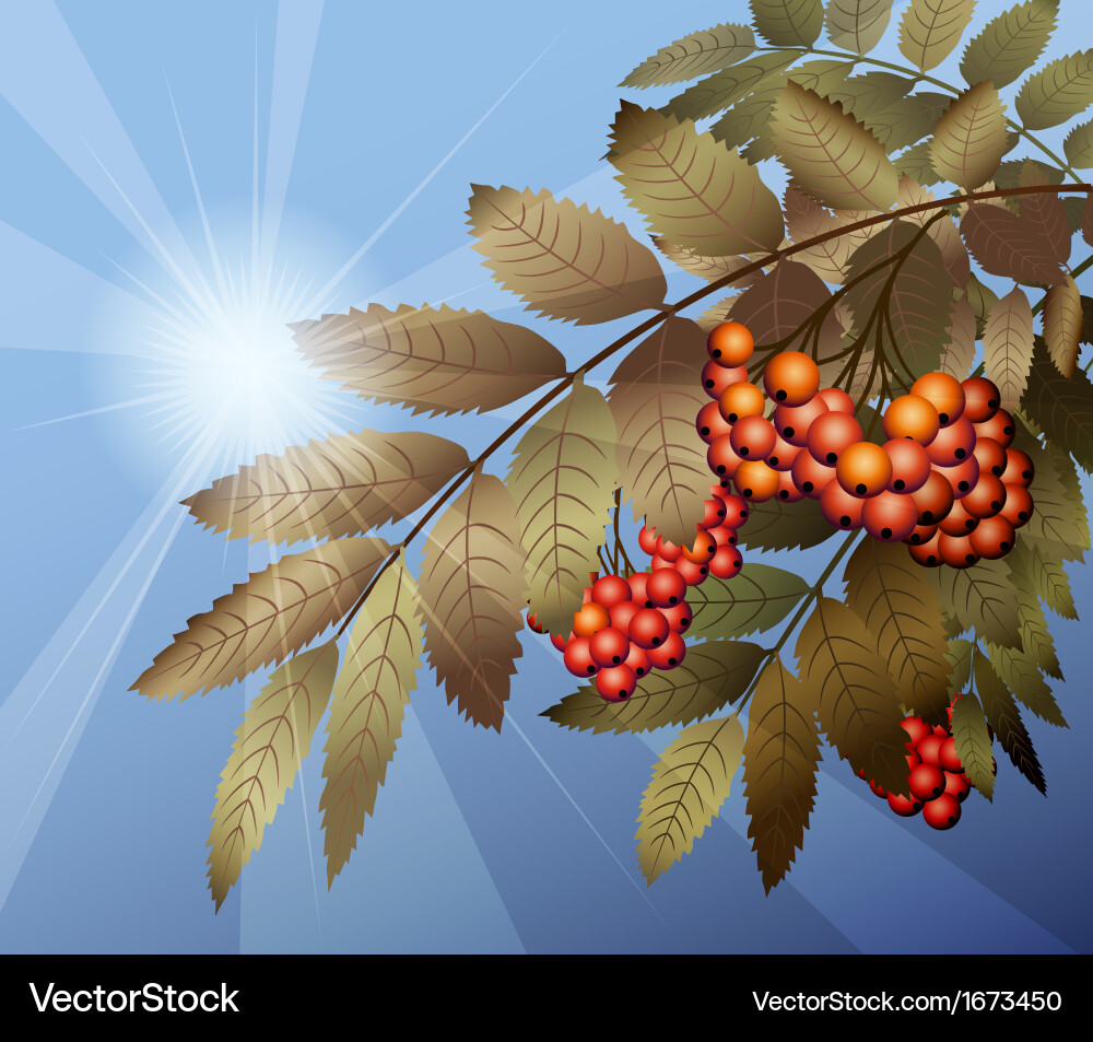 Mountain ash Royalty Free Vector Image - VectorStock