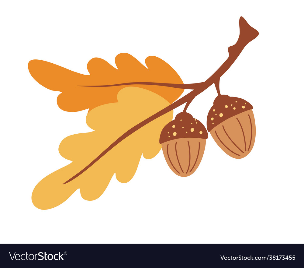 Branch with leaves and acorns oak autumn time Vector Image