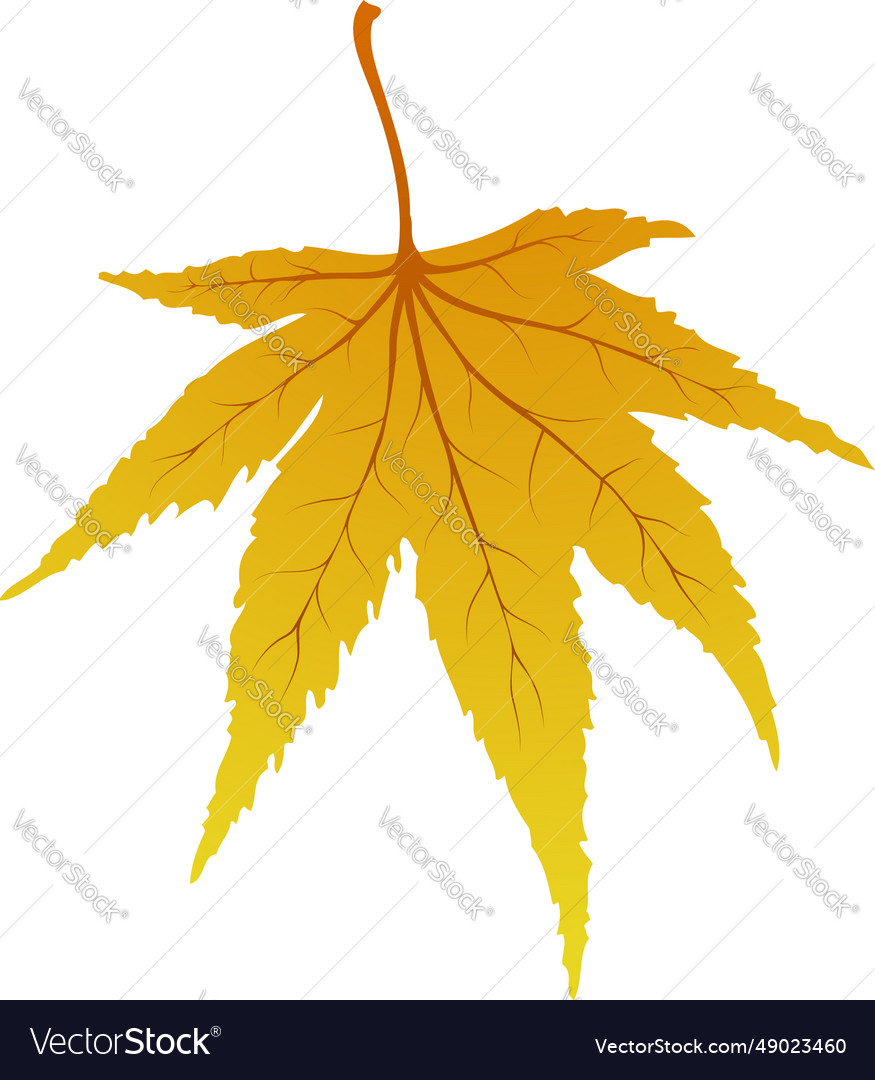 Maple autumn leaf Royalty Free Vector Image - VectorStock