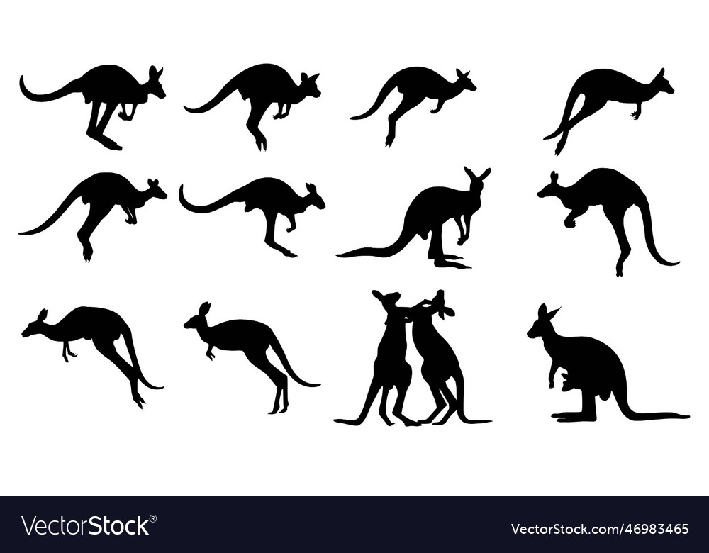 Kangaroo Royalty Free Vector Image - VectorStock