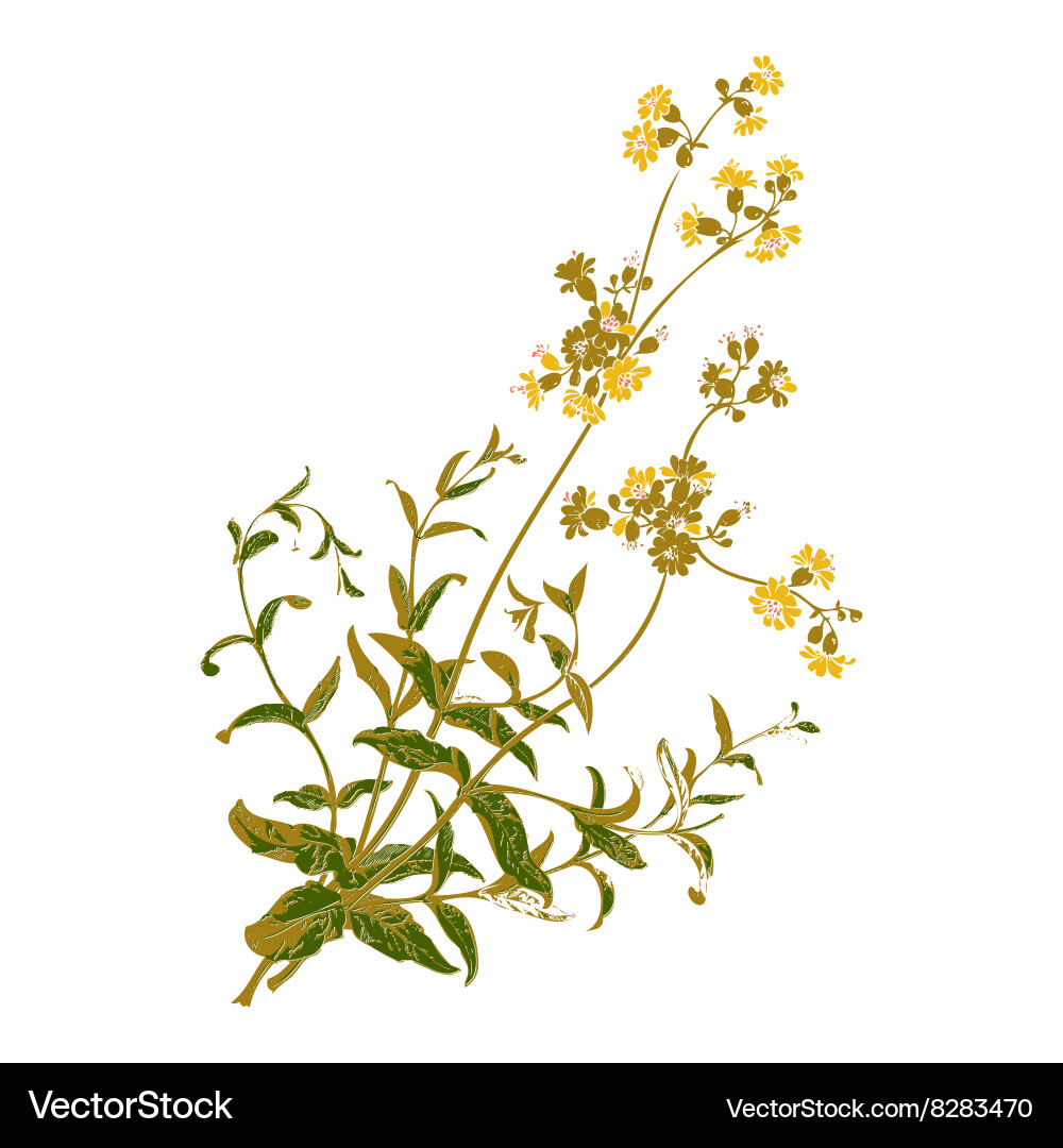 Botanical branches with flowers isolated herbal Vector Image