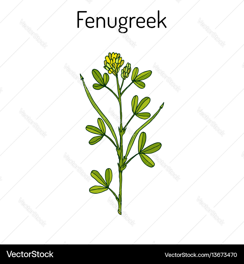 Fenugreek trigonella foenum-graecum medicinal Vector Image