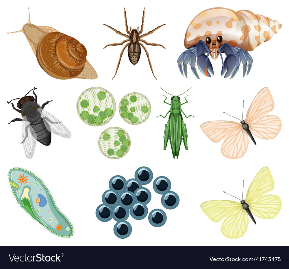 Different kinds of insects and animals on white Vector Image