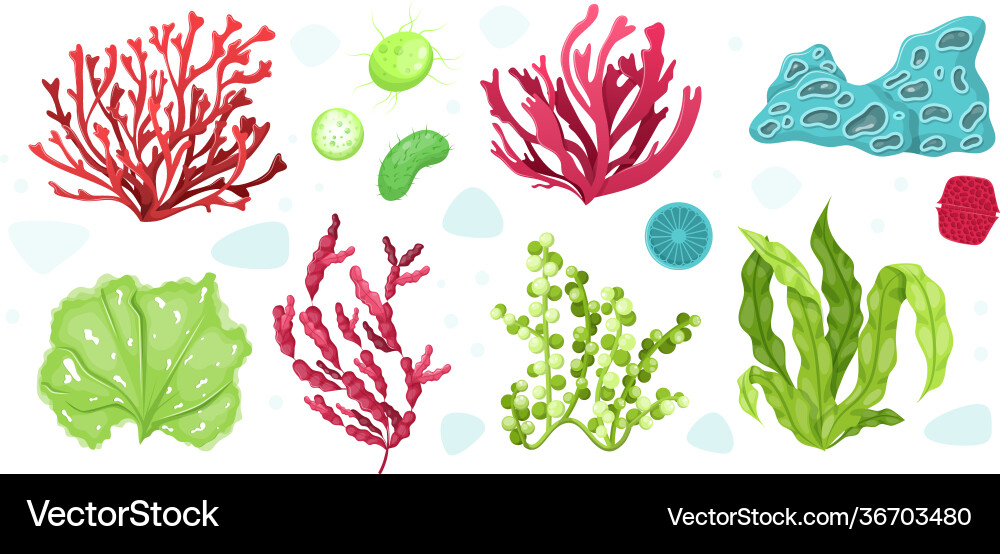 Underwater marine flora aquarium Royalty Free Vector Image