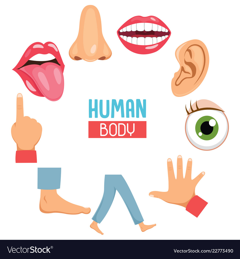Human Body Parts Royalty Free Vector Image VectorStock