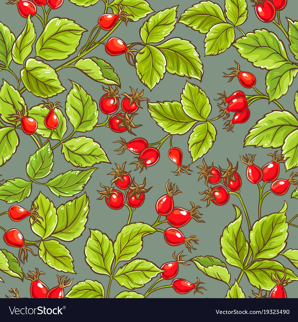 Wild rose pattern Royalty Free Vector Image - VectorStock