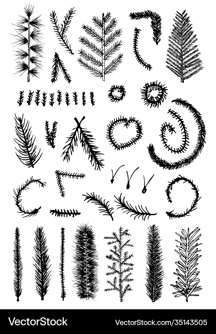 Hand drawn set fir fine branch Royalty Free Vector Image