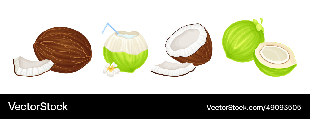 Whole and cracked coconut with hard shell Vector Image