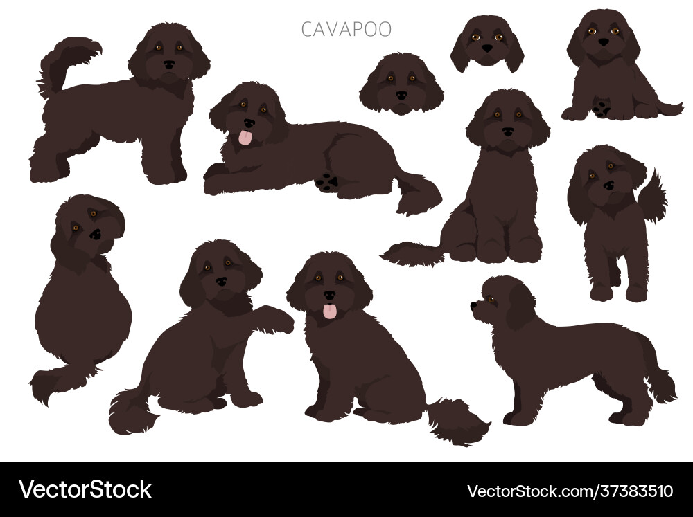 Cavapoo mix breed clipart different poses coat Vector Image
