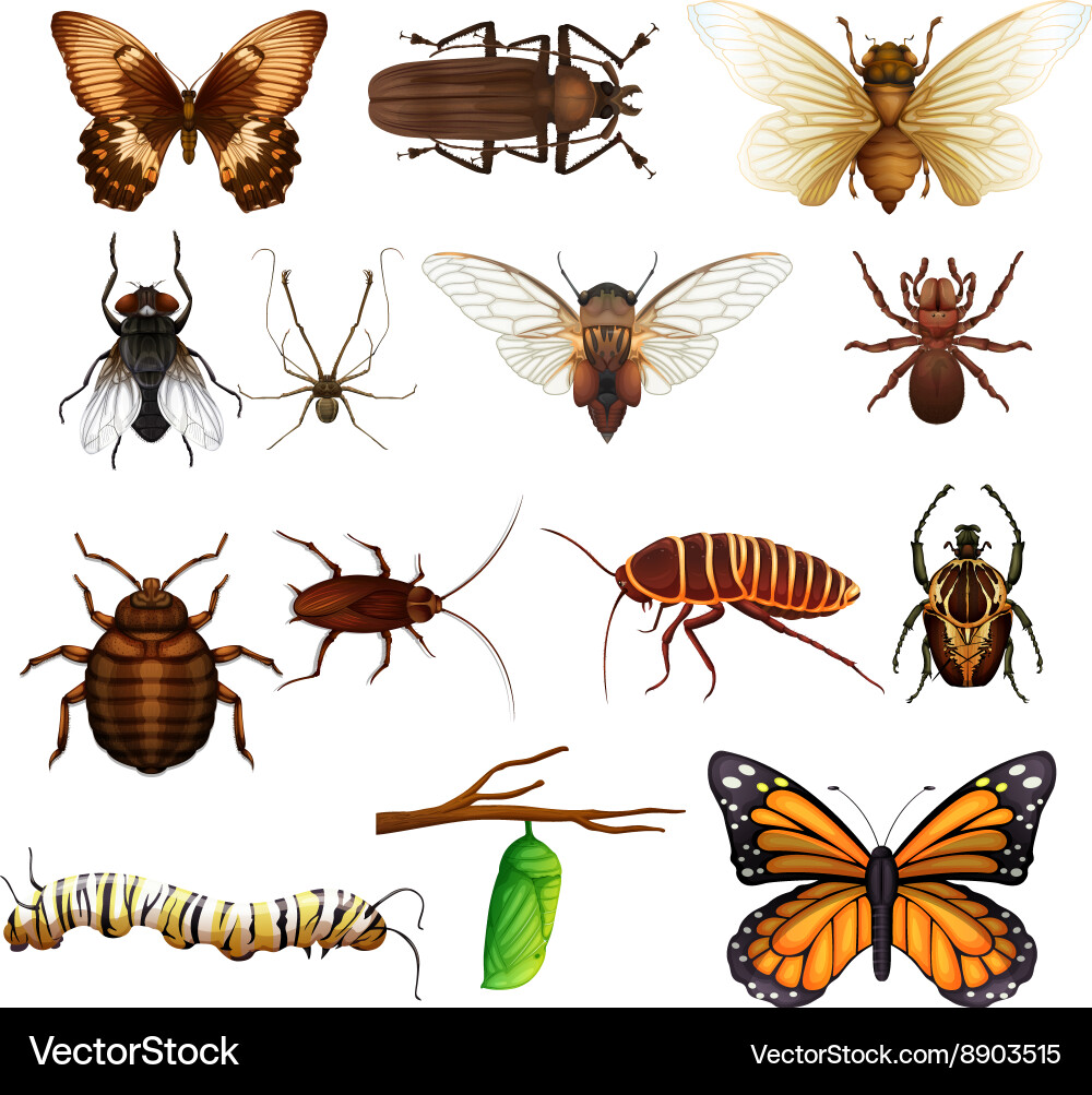 Different kind of wild insects Royalty Free Vector Image