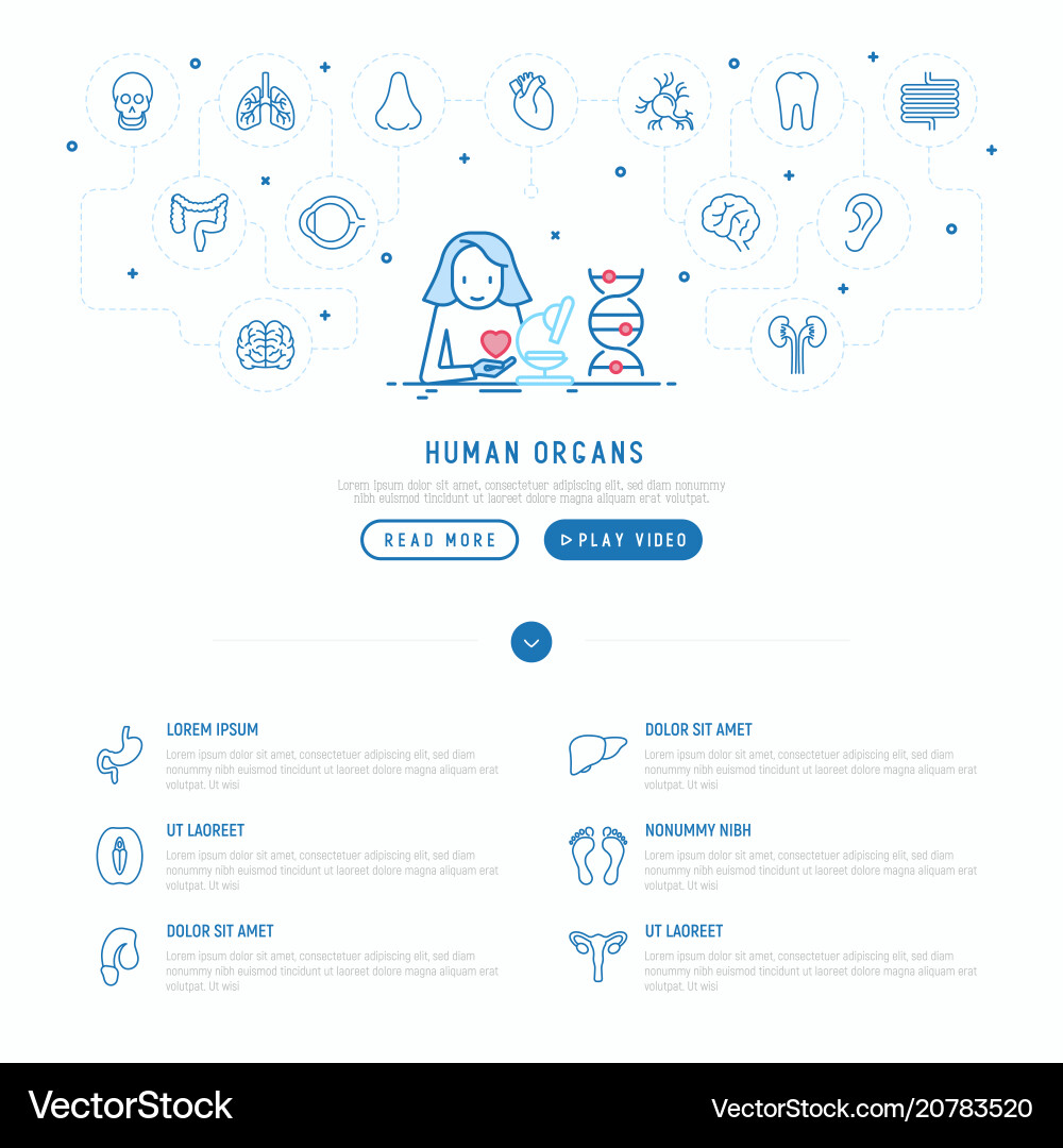 Medical check human internal organs concept Vector Image