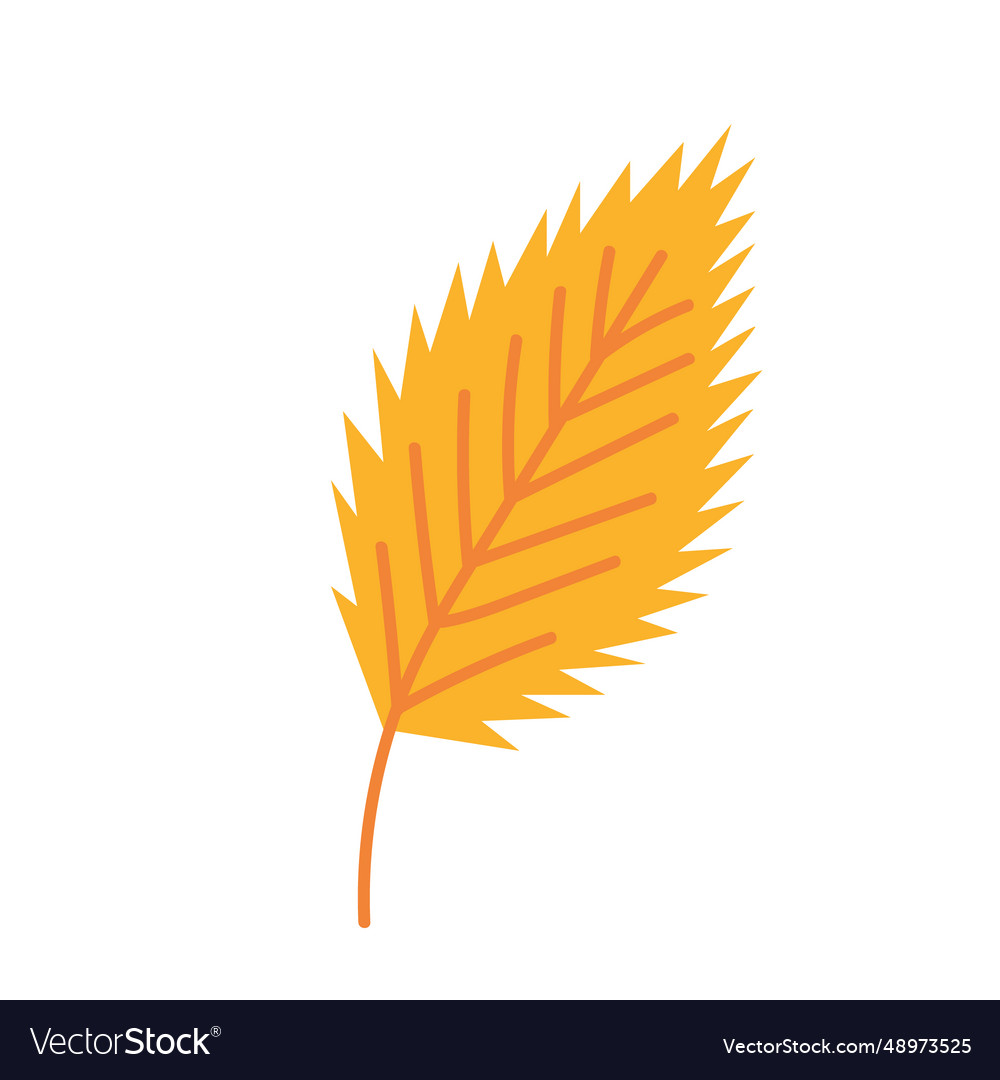 Ash tree leaf Royalty Free Vector Image - VectorStock