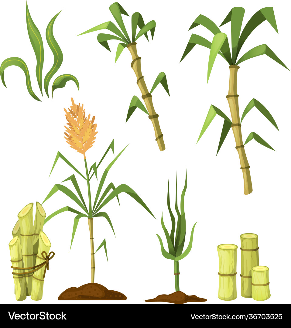 Fresh cane sugar with stem and leaf plants set Vector Image
