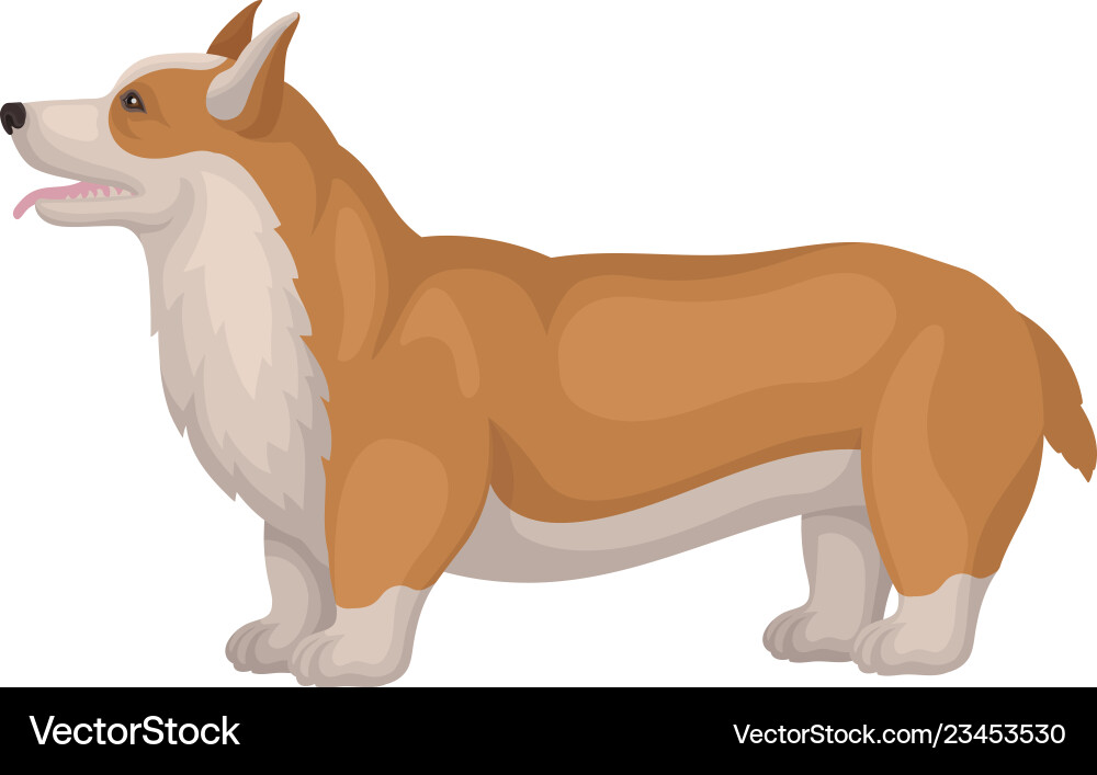 Welsh corgi standing in pose side view cute dog Vector Image