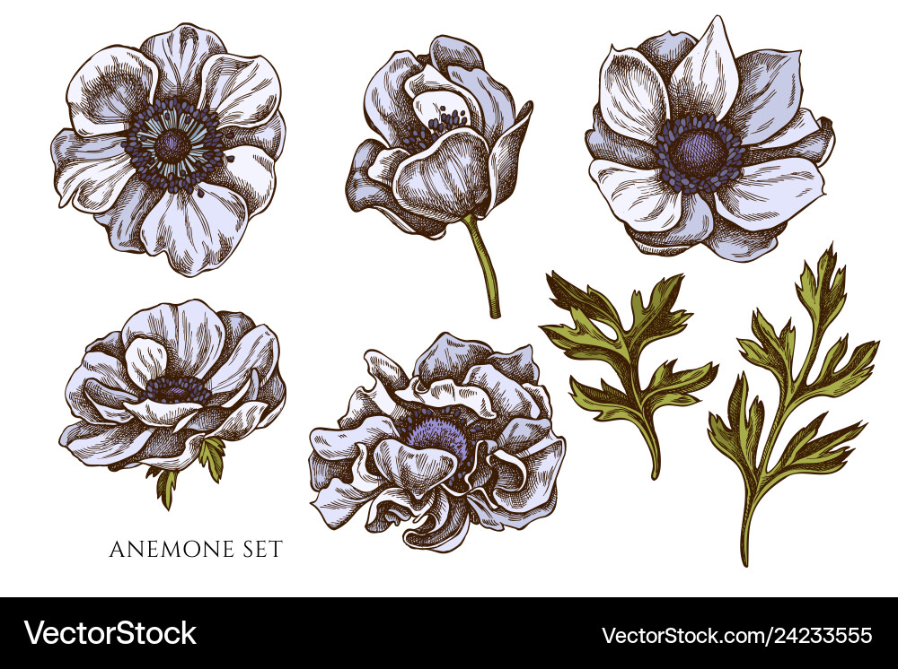 Collection of hand drawn colored anemone Vector Image