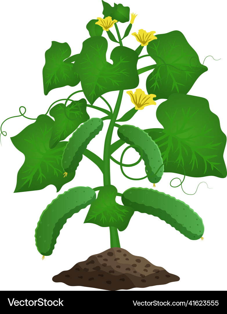 Cucumber sixth stage composition Royalty Free Vector Image