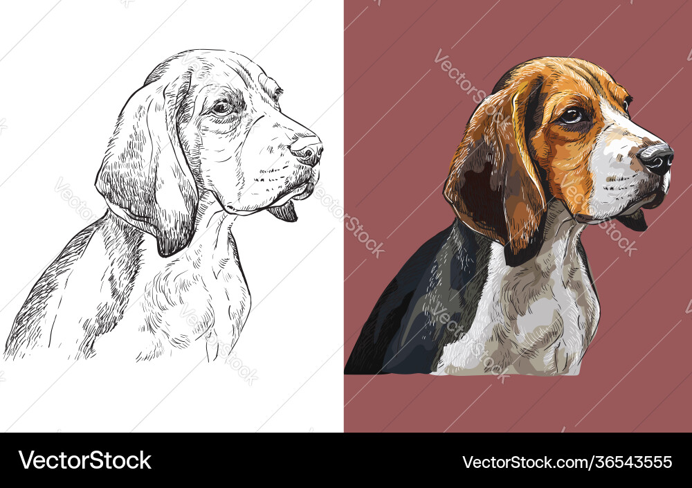 Portrait cute funny dog beagle Royalty Free Vector Image