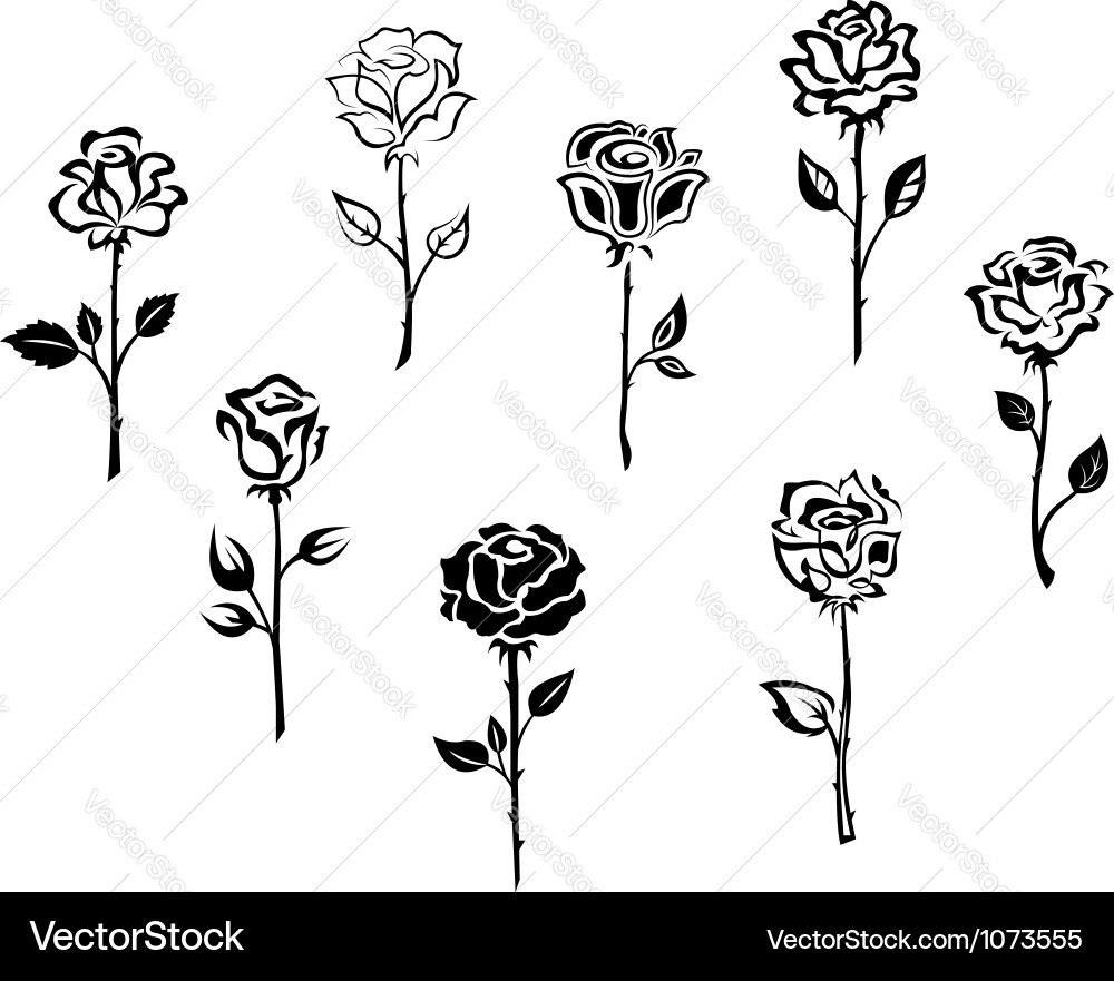 Rose flowers set isolated on white background Vector Image