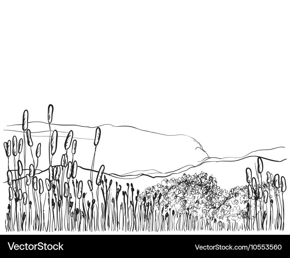 Hand drawn reed floral background Royalty Free Vector Image