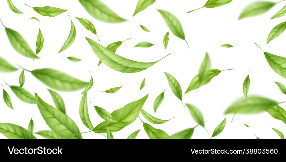Realistic flying falling green tea leaves isolated