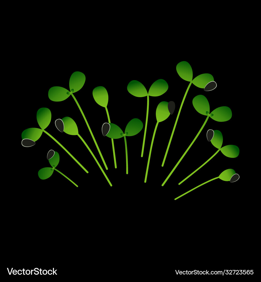 Microgreens sunflower bunch plants black Vector Image