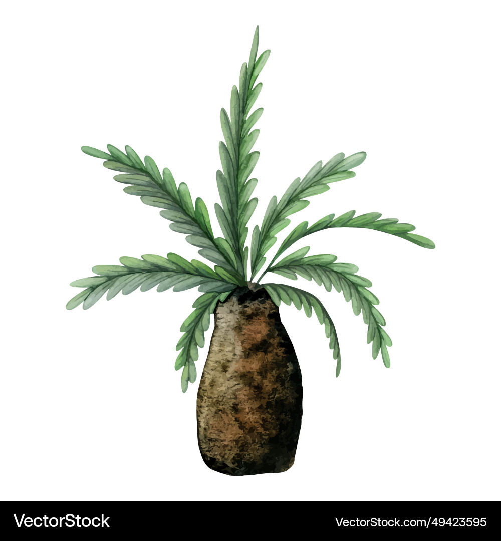 Short tropical palm tree watercolor drawing Vector Image
