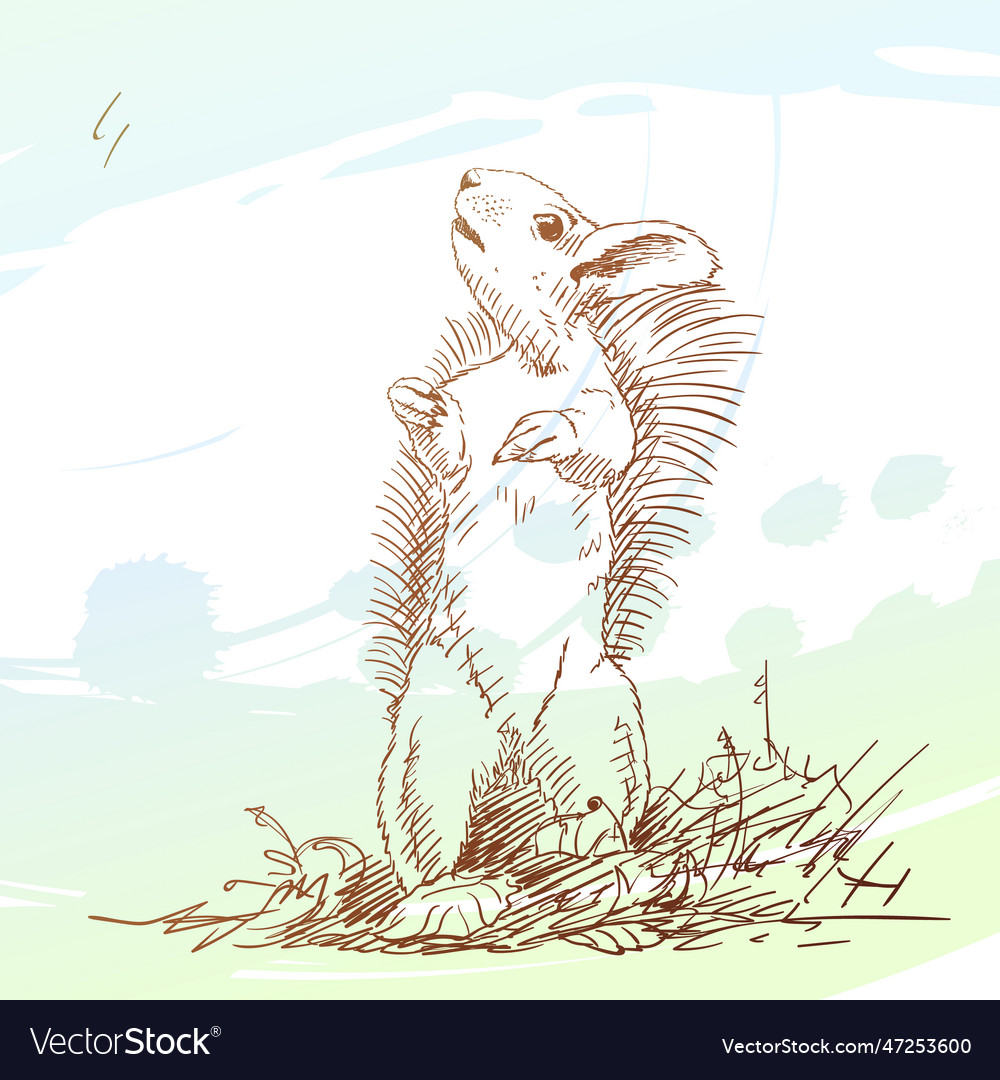 Squirrel Royalty Free Vector Image - VectorStock