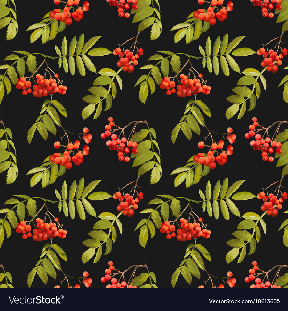 Autumn rowan berry background seamless pattern Vector Image