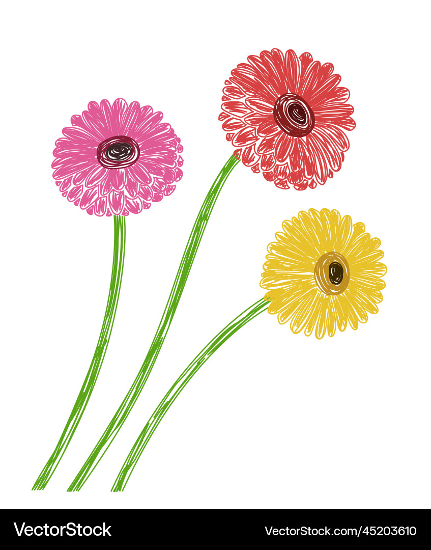 Gerbera flower hand drawn floral Royalty Free Vector Image