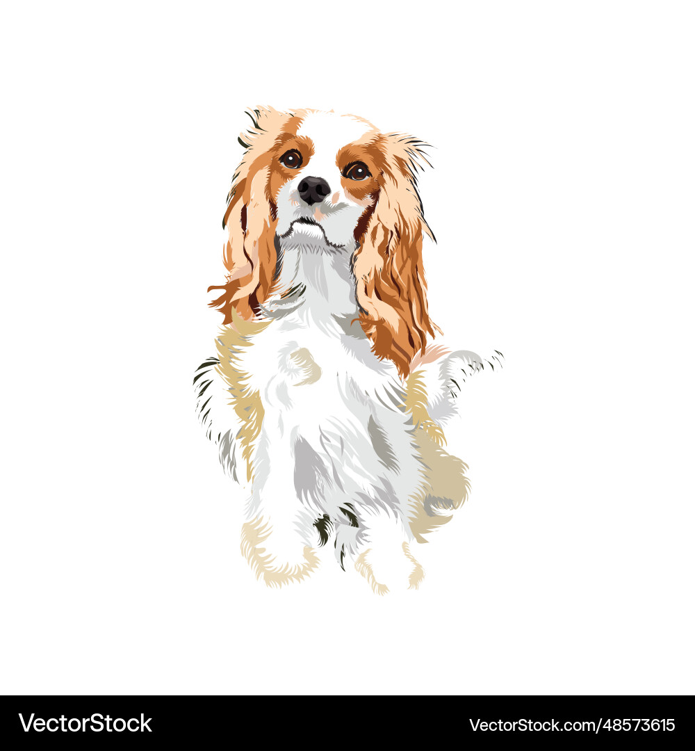 Cavalier king charles spaniel pet dog Royalty Free Vector