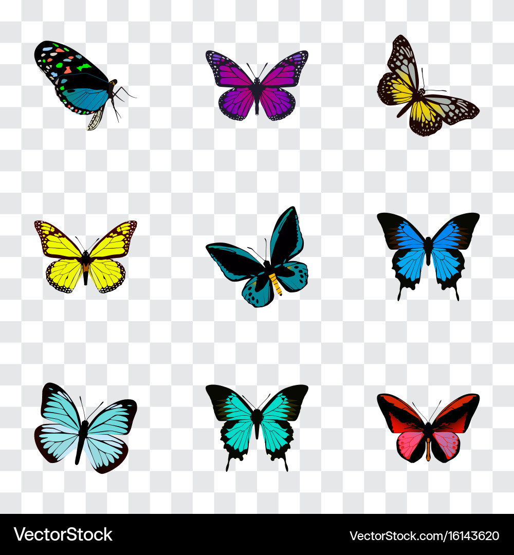 Realistic demophoon copper purple monarch Vector Image