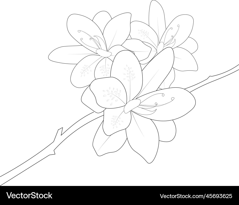 Hand drawn beautiful evergreen azalea rani Vector Image