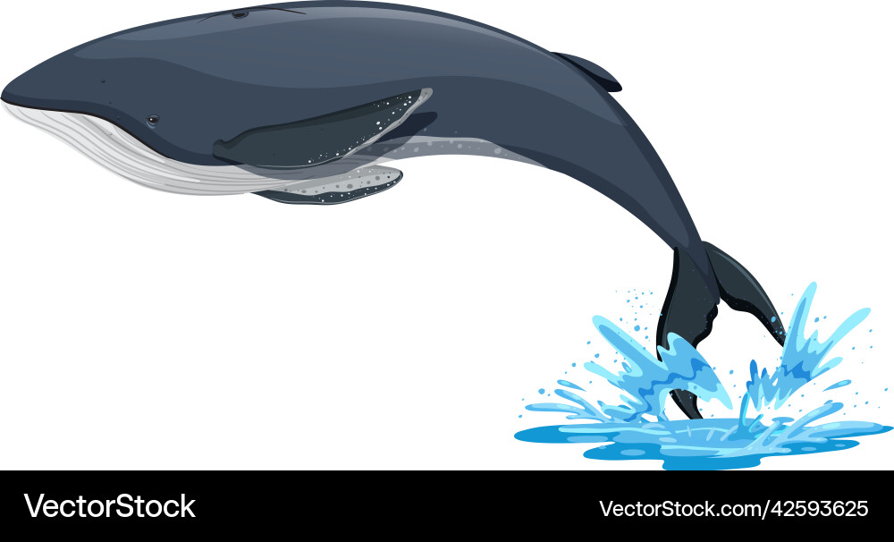 Humpback whale cartoon on white background Vector Image