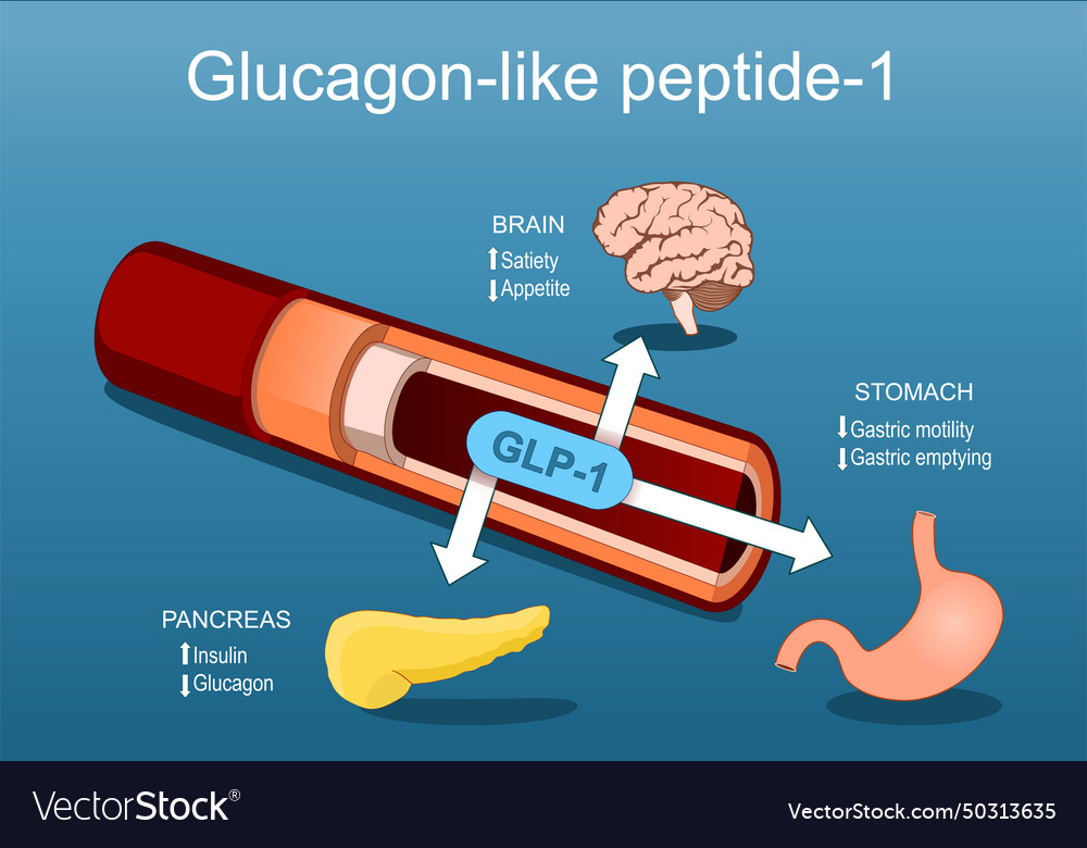 Glucagon-like peptide-1 glp-1 from blood vessel Vector Image