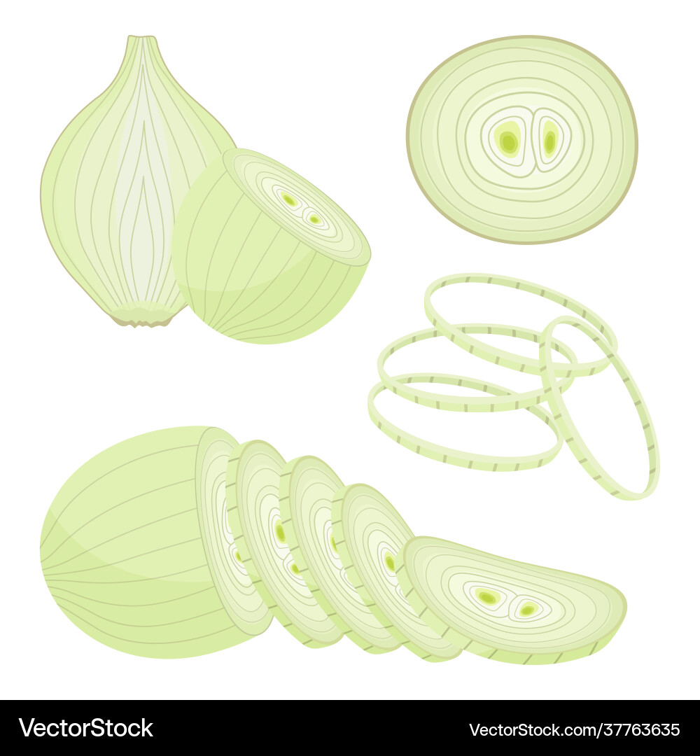 Peeled onion isolated on white half slice Vector Image