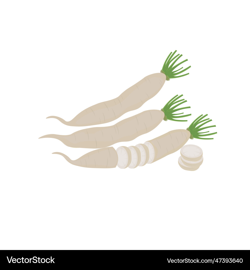 Fresh korean white radish daikon Royalty Free Vector Image