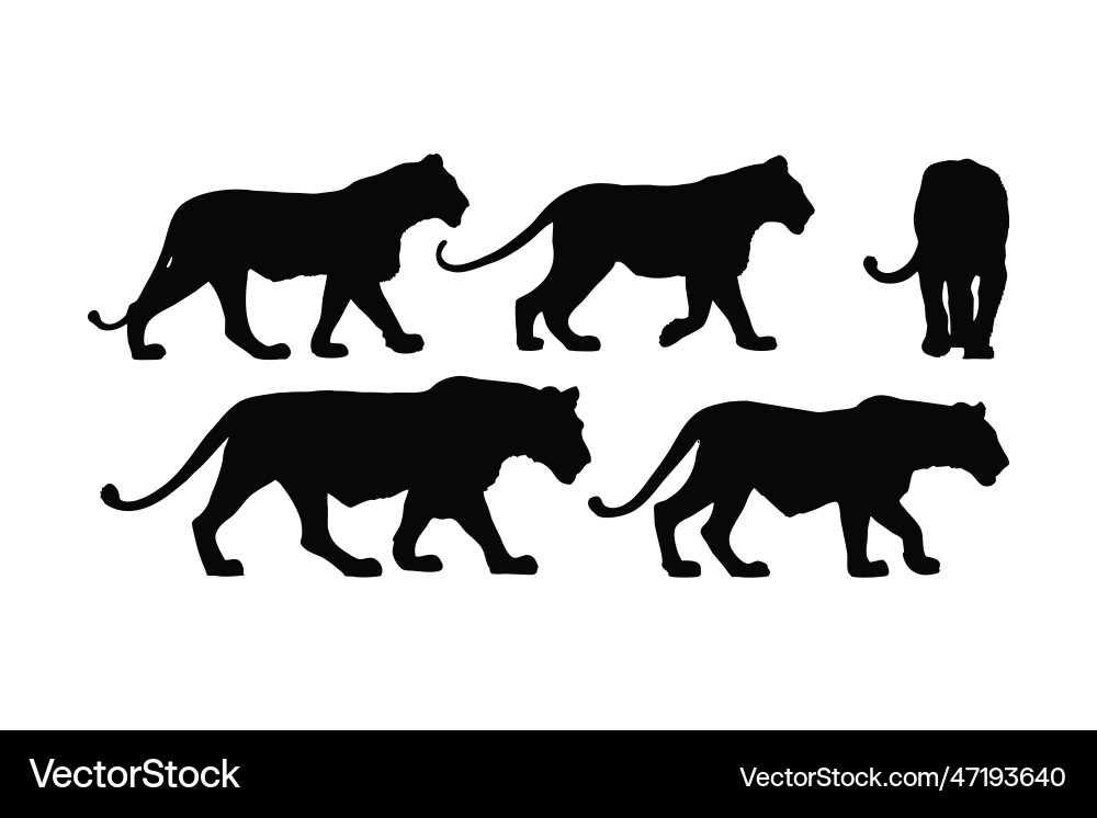Lion walking in different positions silhouette Vector Image