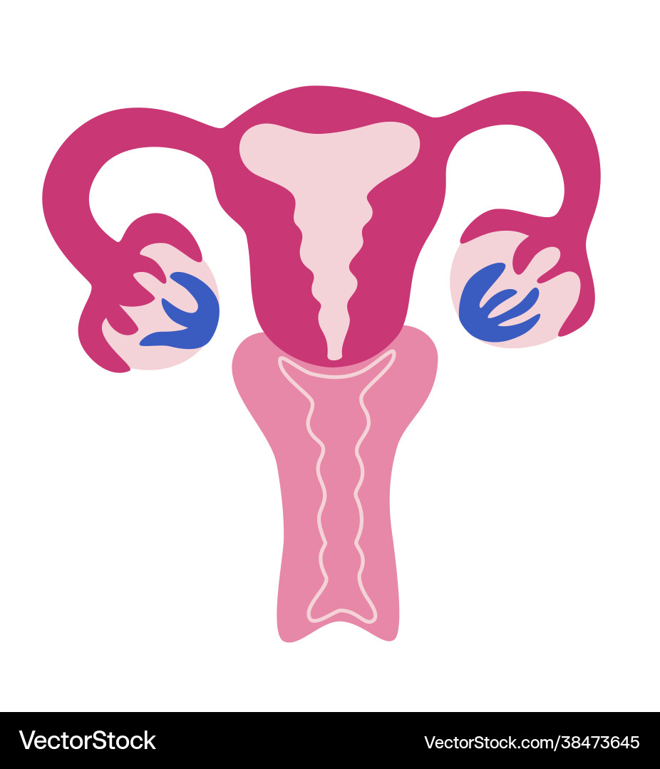 Beautiful female reproductive system anatomical Vector Image