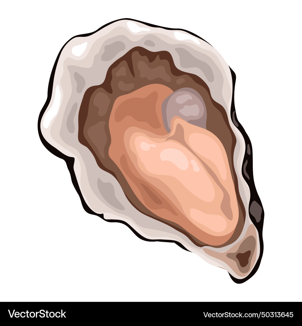 Fresh sea oyster seafood Royalty Free Vector Image